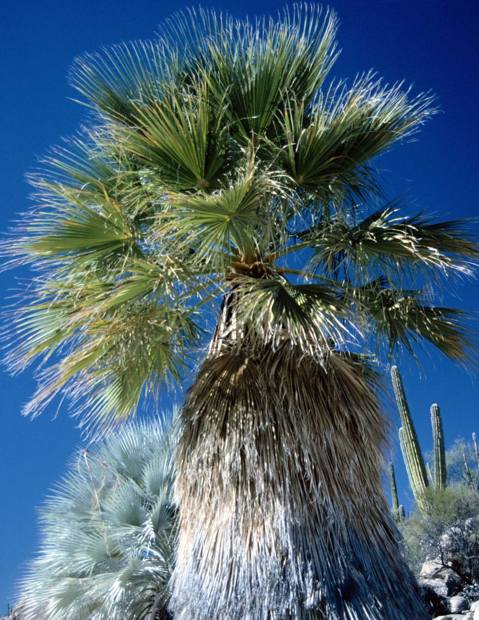 How to Look After a Desert Palm Tree