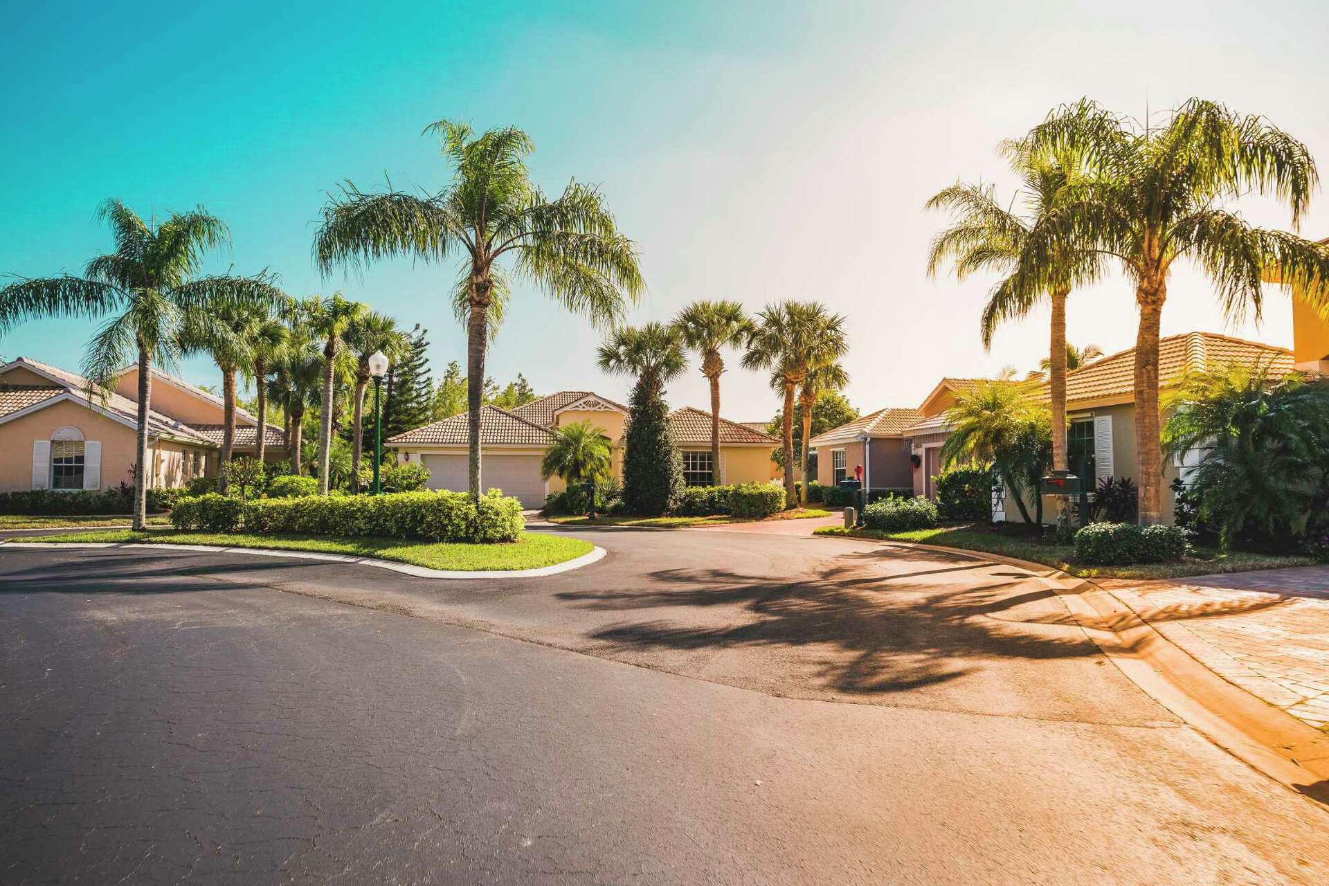 How to Separate a Palm Clump