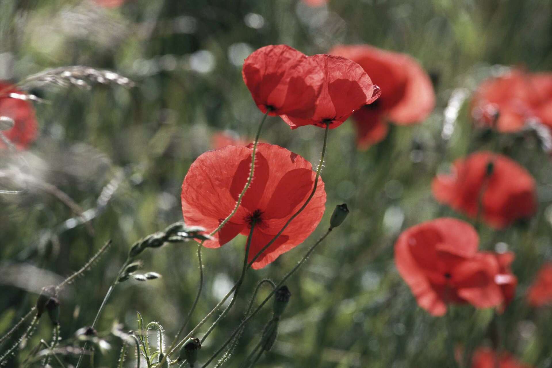 Why Are the Lower Leaves of Poppies Browning?