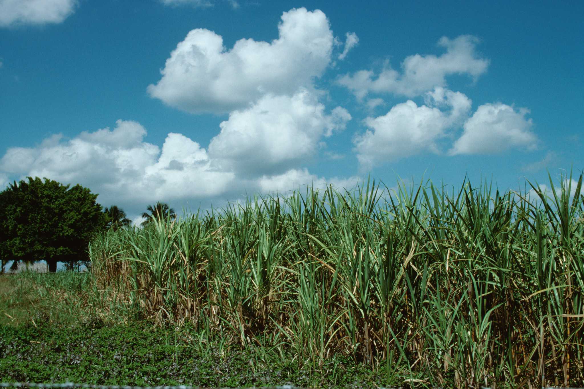 Low-Maintenance & Fast-Growing Tall Plants