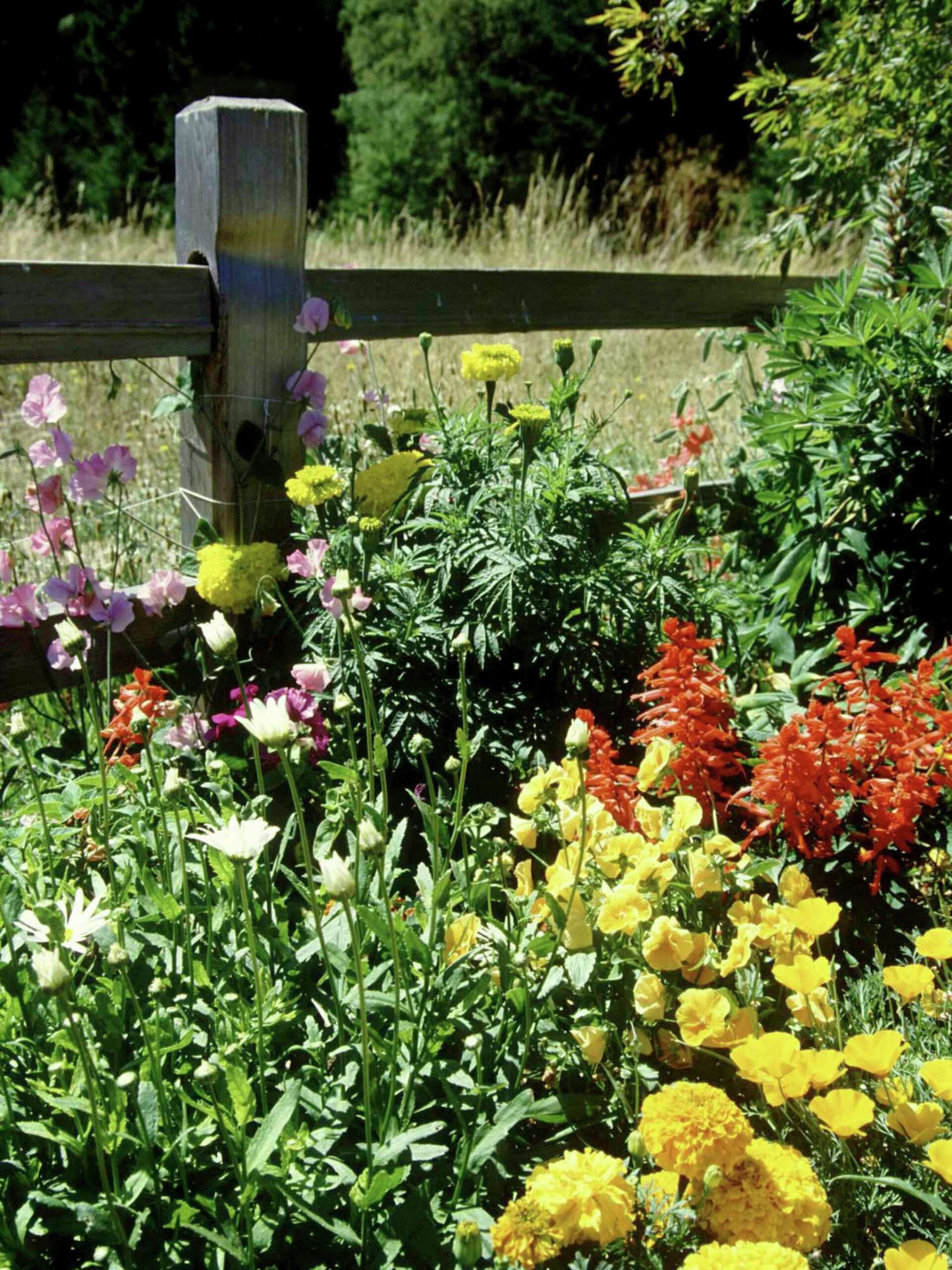 No-Maintenance Flower Bed Ideas