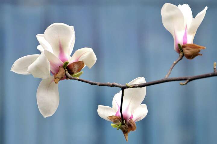 Magnolia Tree Leaf & Fungus