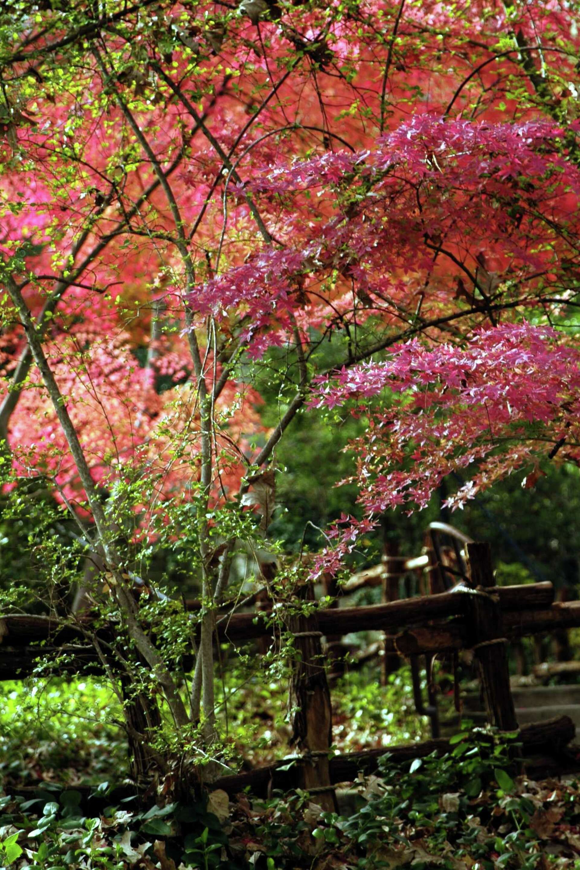 Shade Trees That Won't Kill Your Lawn