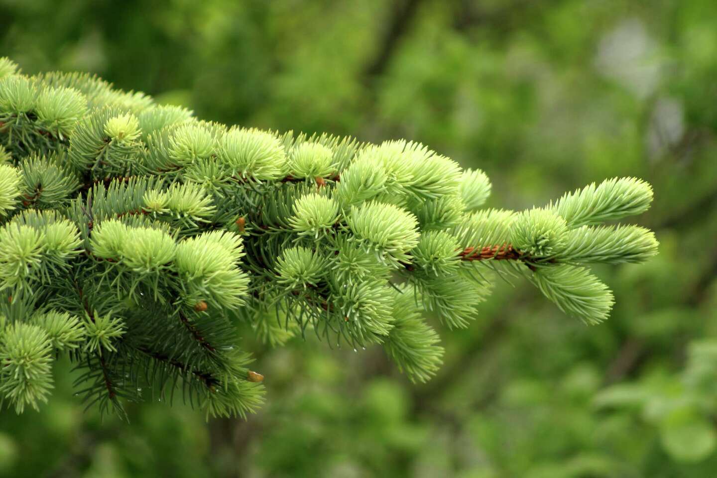 How to Shape Evergreens