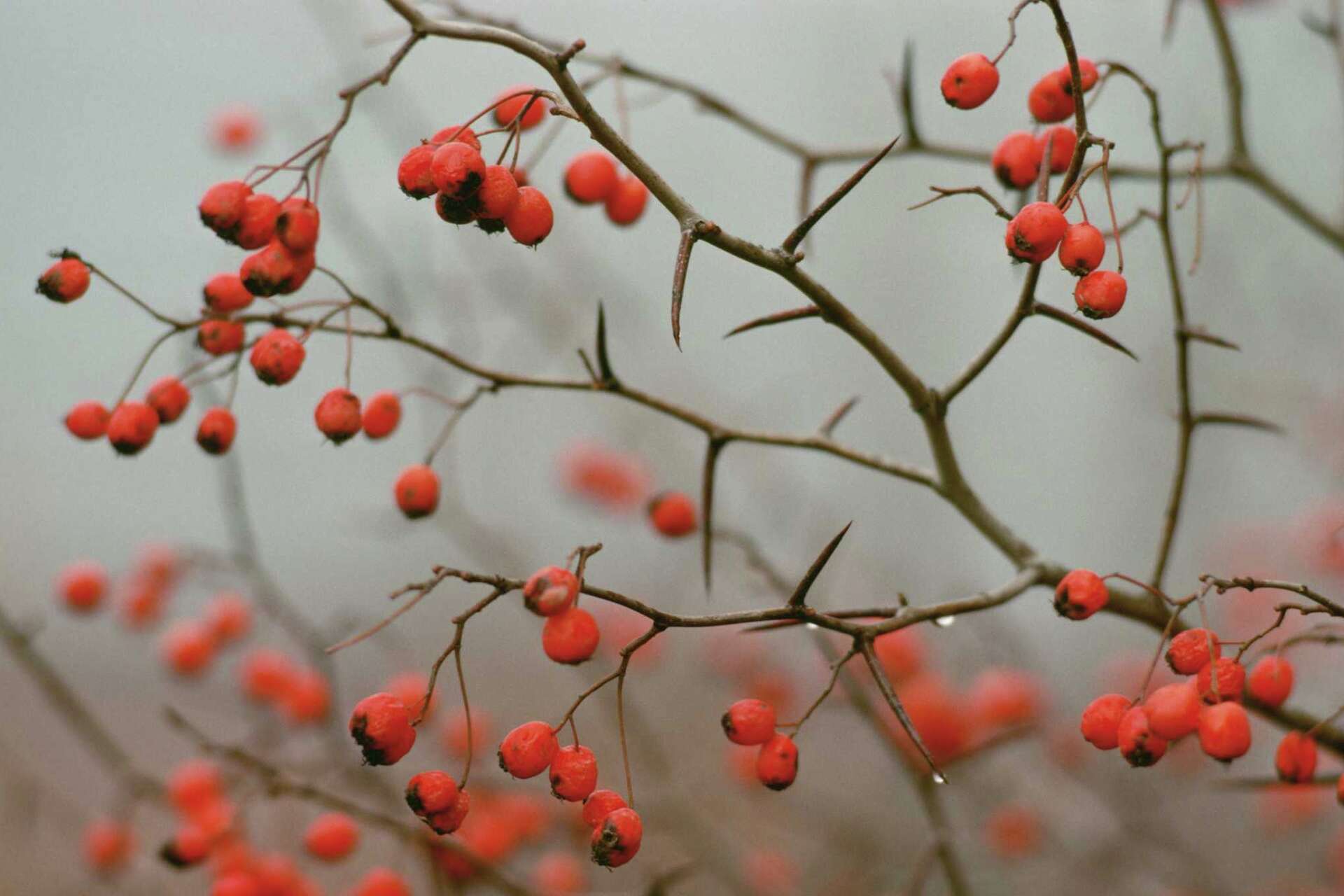 How to Shape a Possumhaw Holly