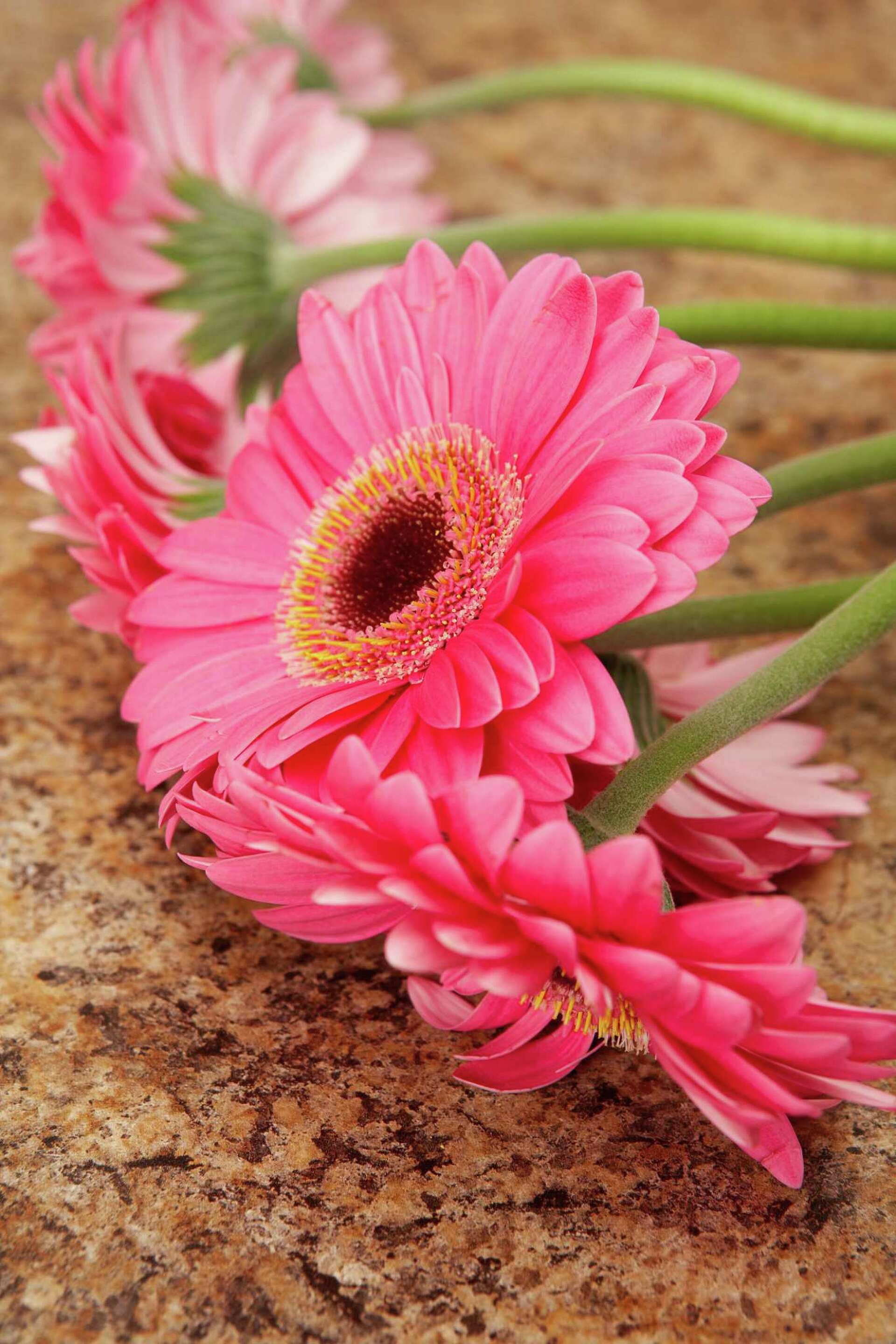 Shasta vs. Gerbera Daisies