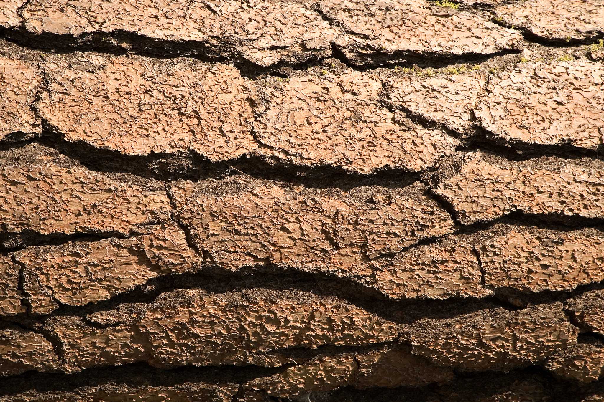 How to Make a Bark Path