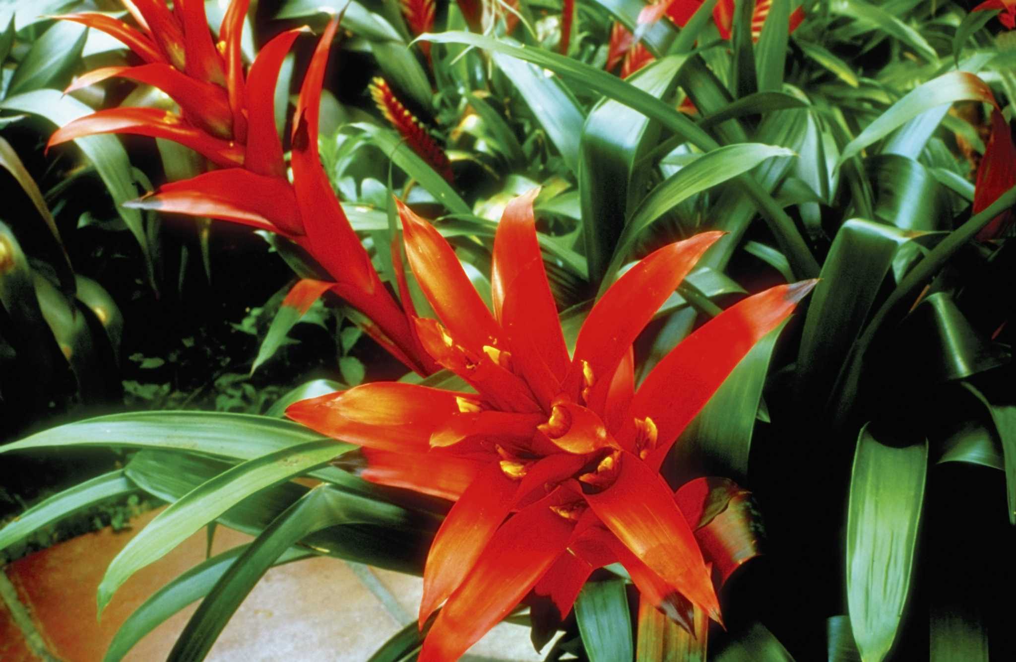 How to Make a Bromeliad Bloom