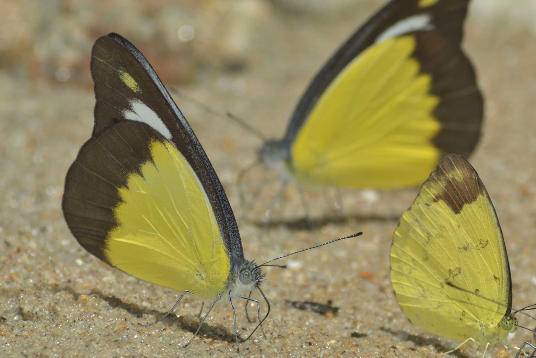 How to Make a Butterfly Puddling Pool