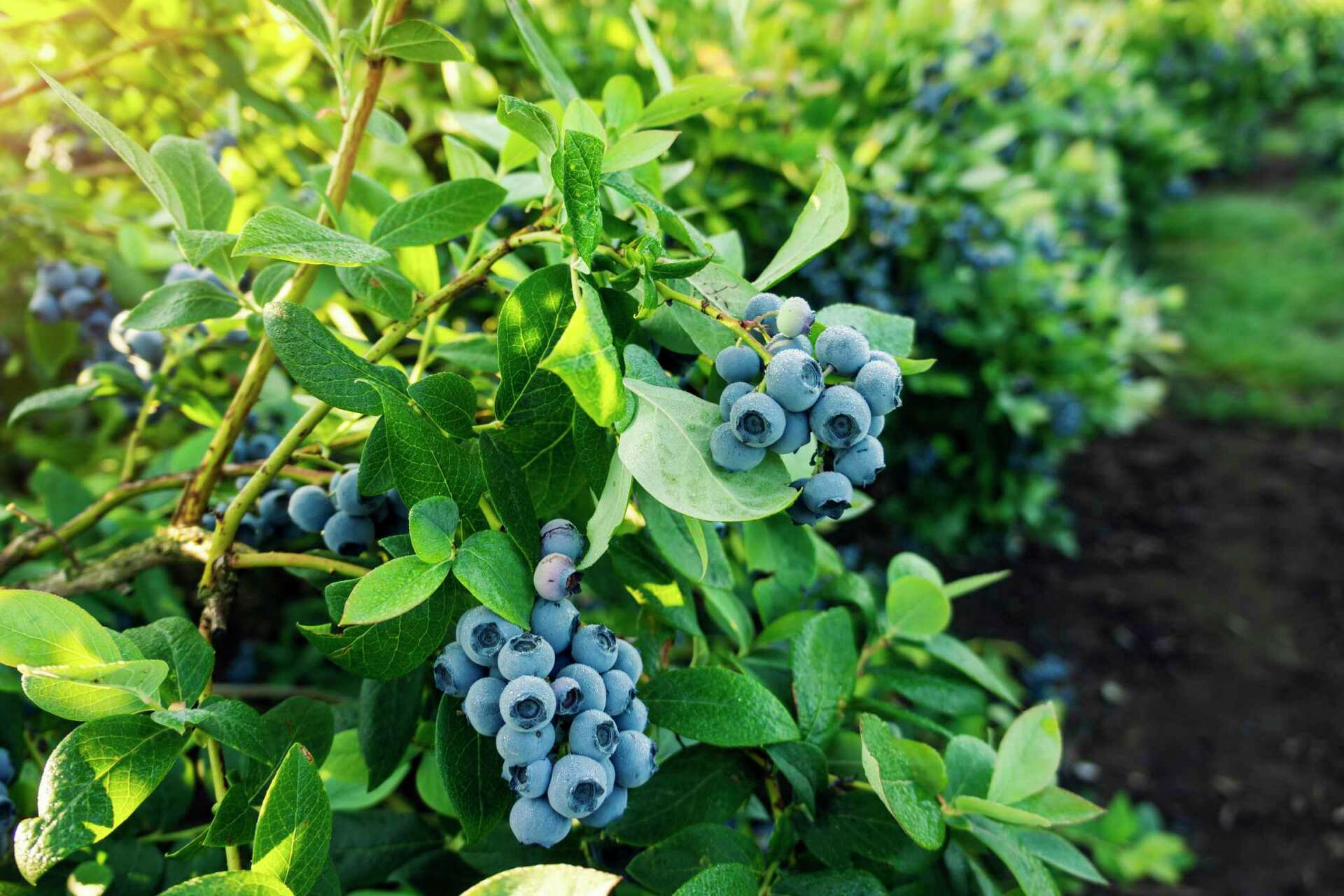 How to Plant a Blueberry Bush for Cross-Pollination