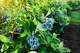 How to Plant a Blueberry Bush for Cross-Pollination