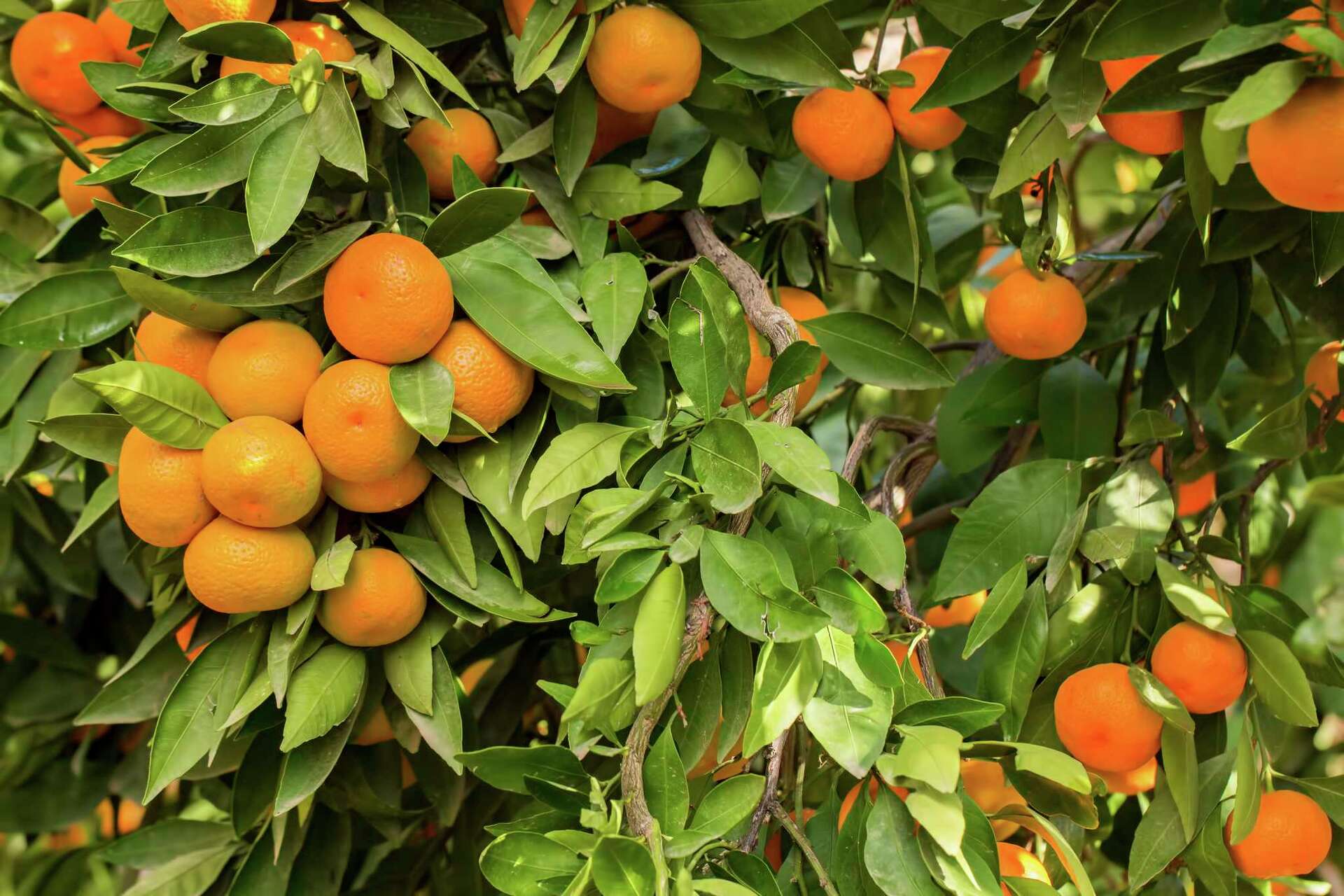 How to Make a Calamansi Tree Give Fruit