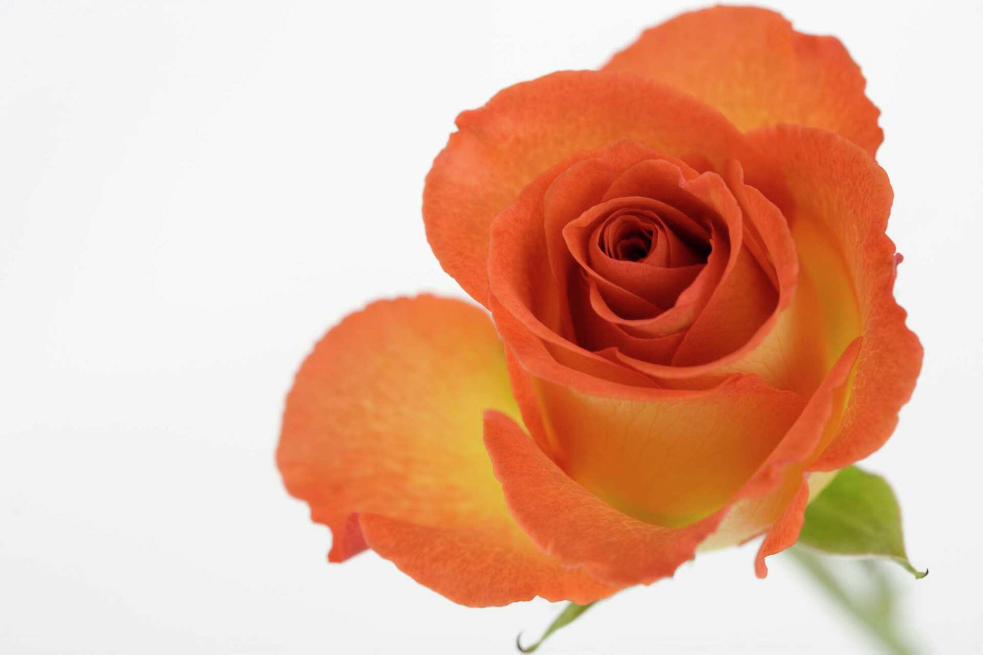 How to Pollinate Roses