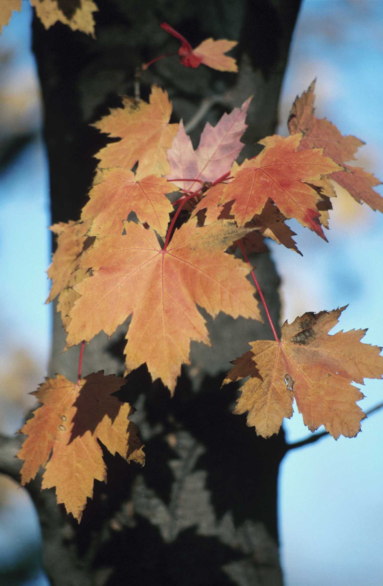 What Should a Maple Tree Look Like After It Is Pruned?