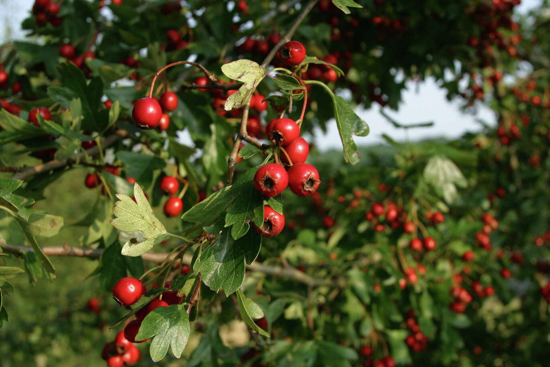 When Should You Move a Cherry Tree to a New Location?