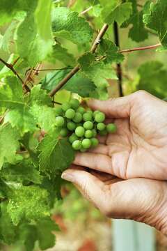 Should You Trim Dead Vines From Grapes?