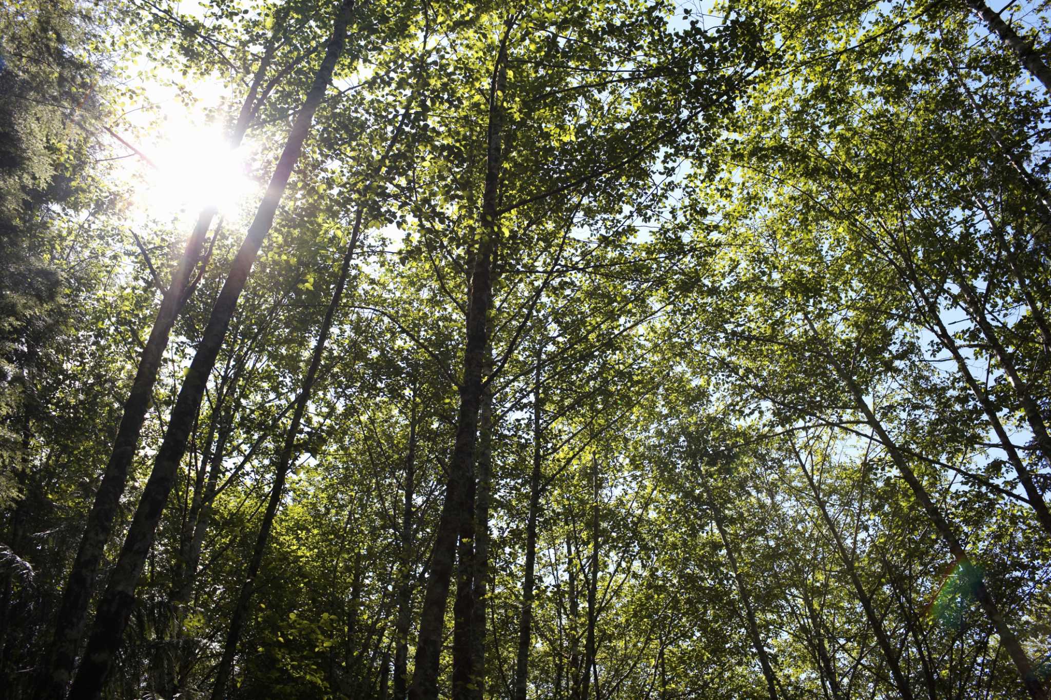 Shrubs for Dappled Sunlight