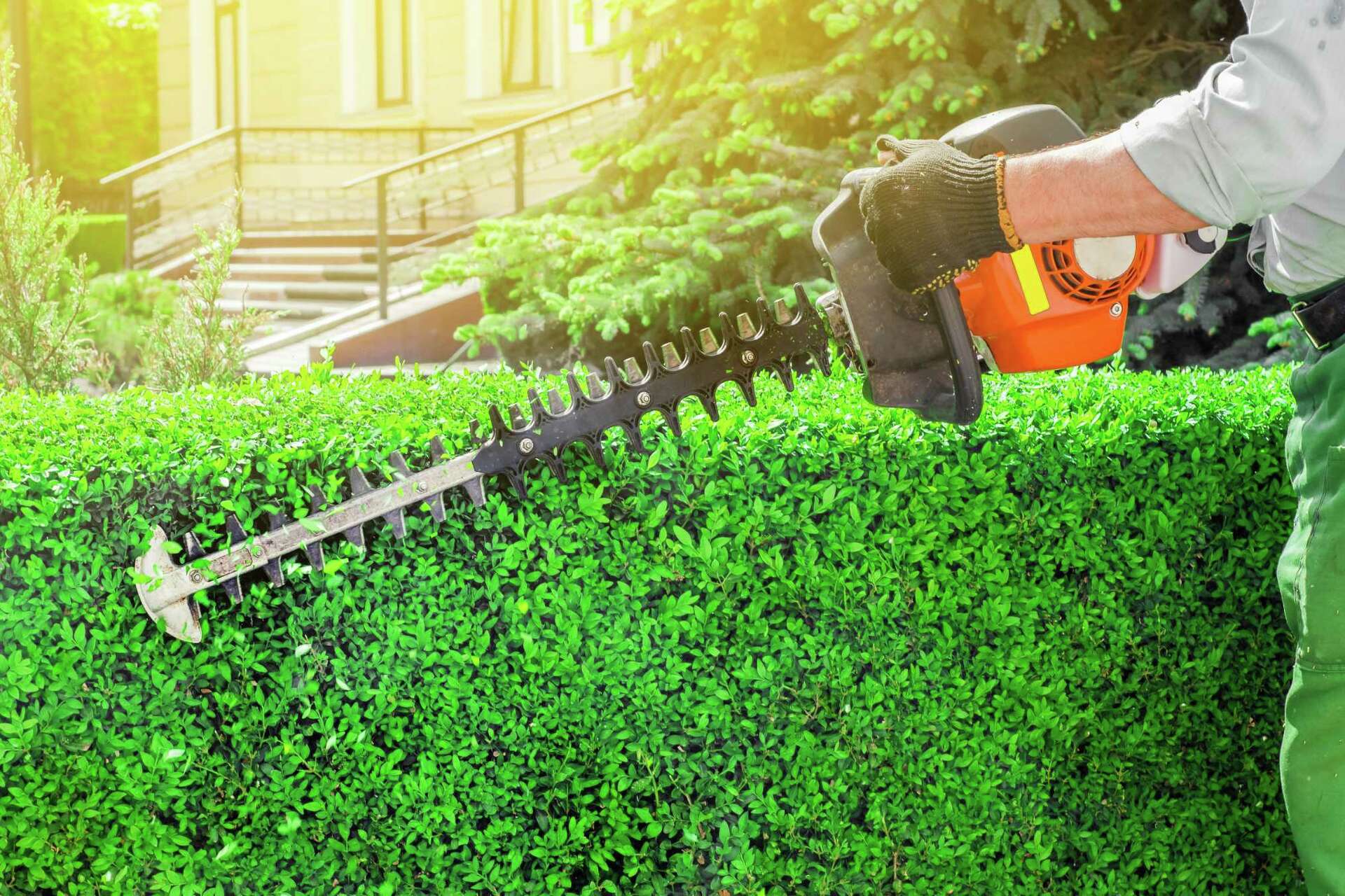 Shrubs With Shallow Root Systems