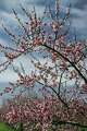 How to Plant Desert Gold Peaches