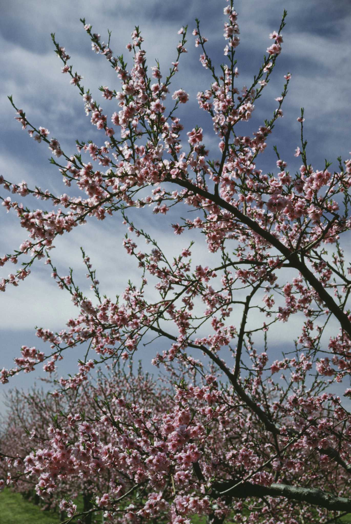 What Is Shuck Split in Fruit Trees?