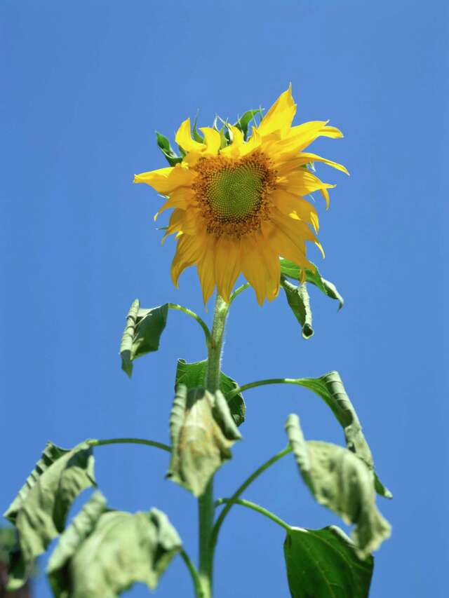 Mold on Sunflowers