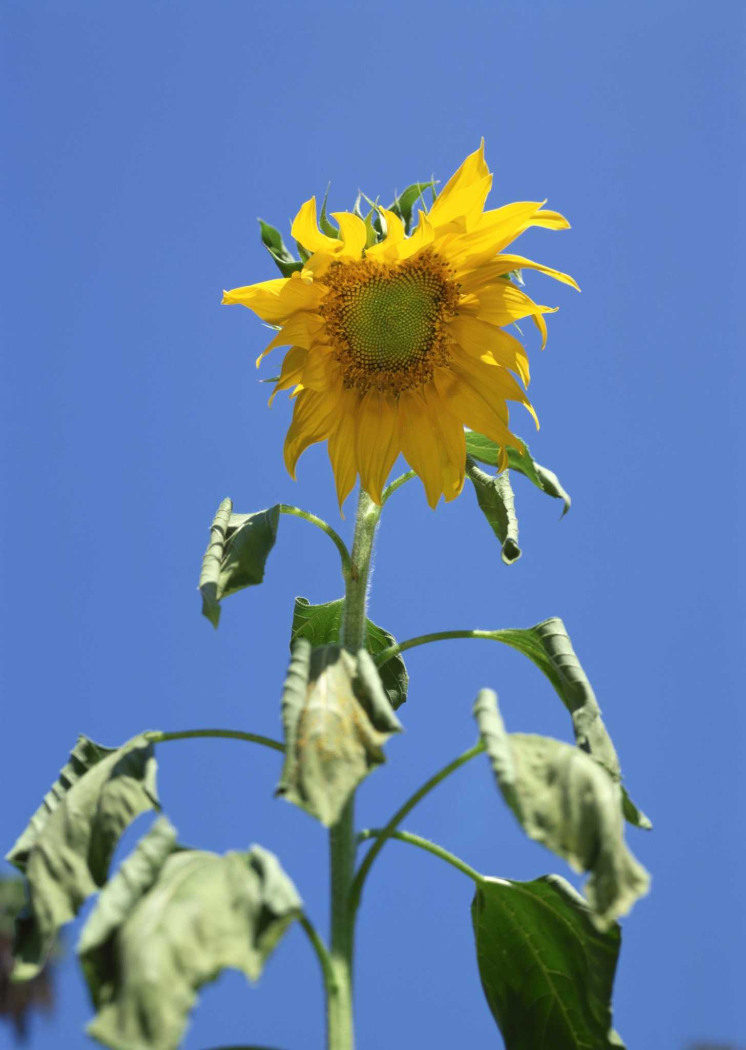 Mold on Sunflowers