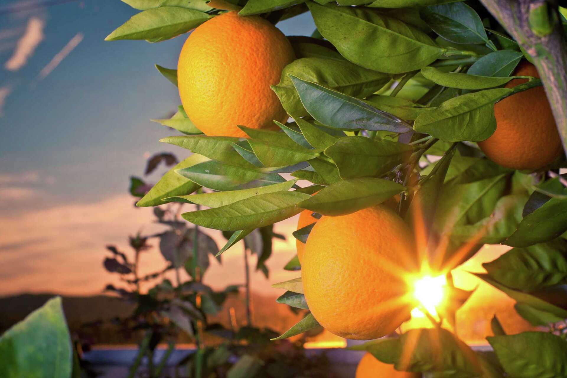 Signs of Overwatering in Orange Trees