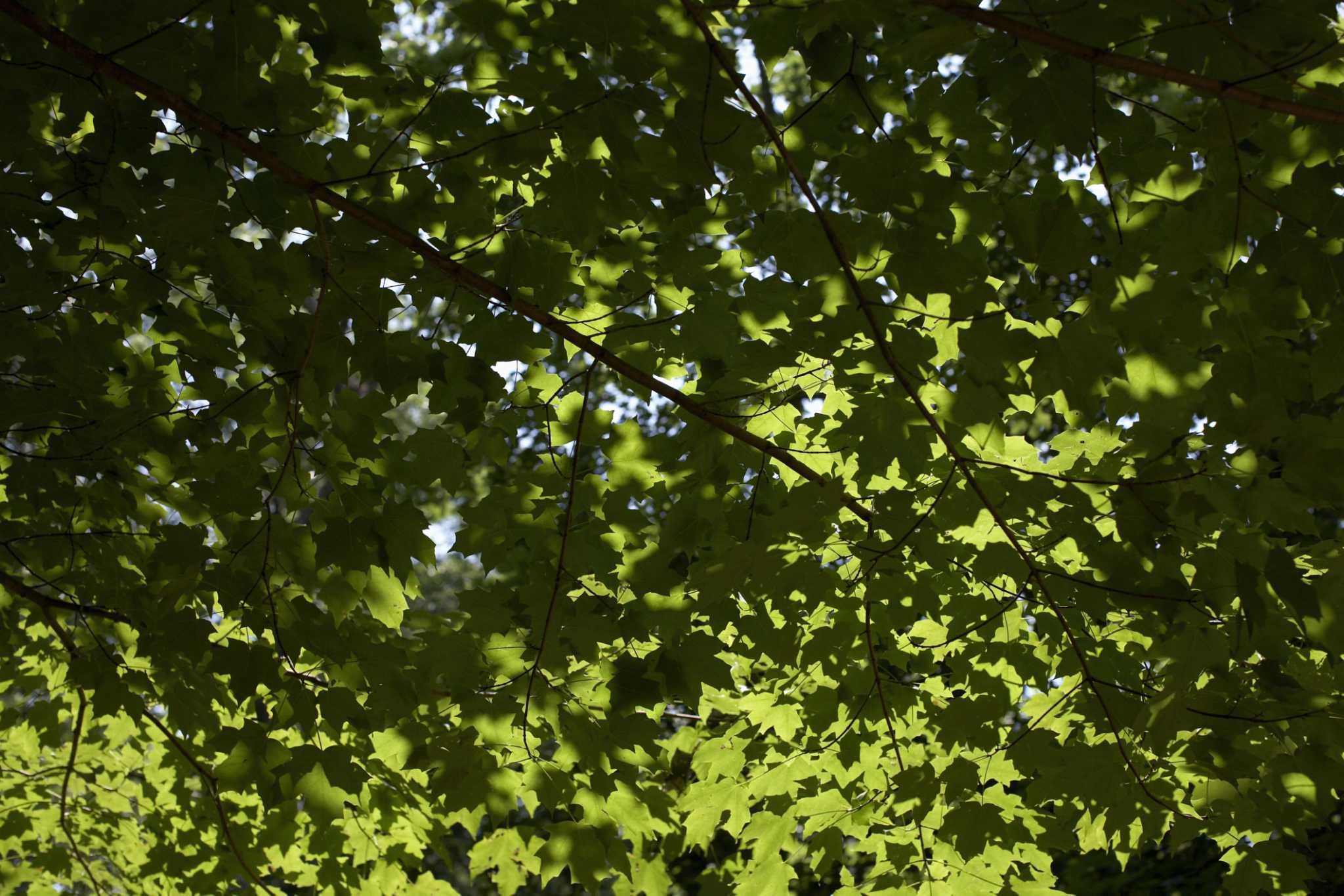 Silver Maple Leaf Problems