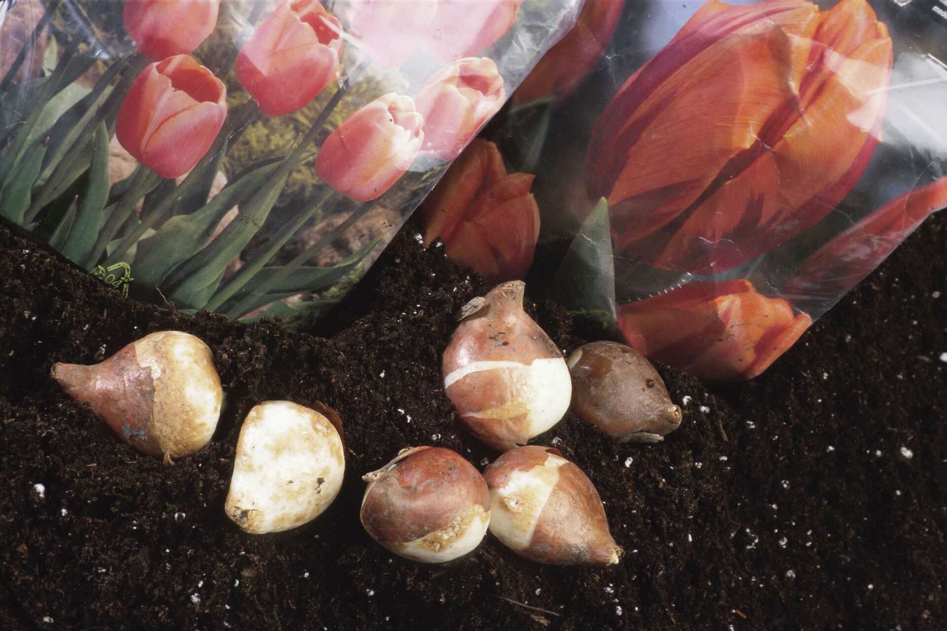 How Are Tulip Bulbs Formed?