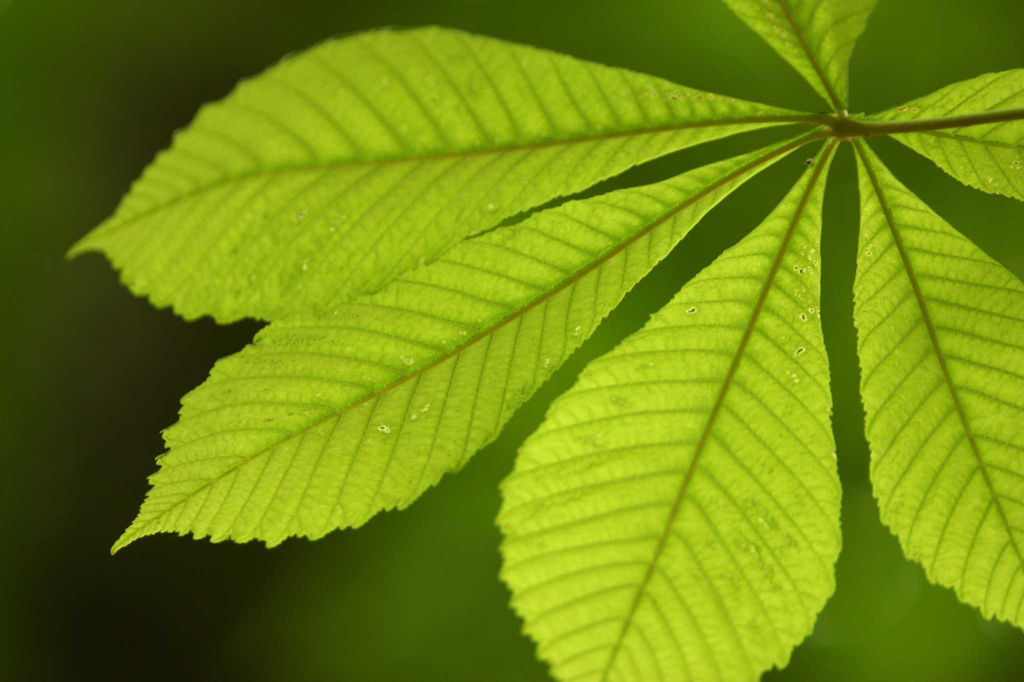 How to Make Foliar Spray