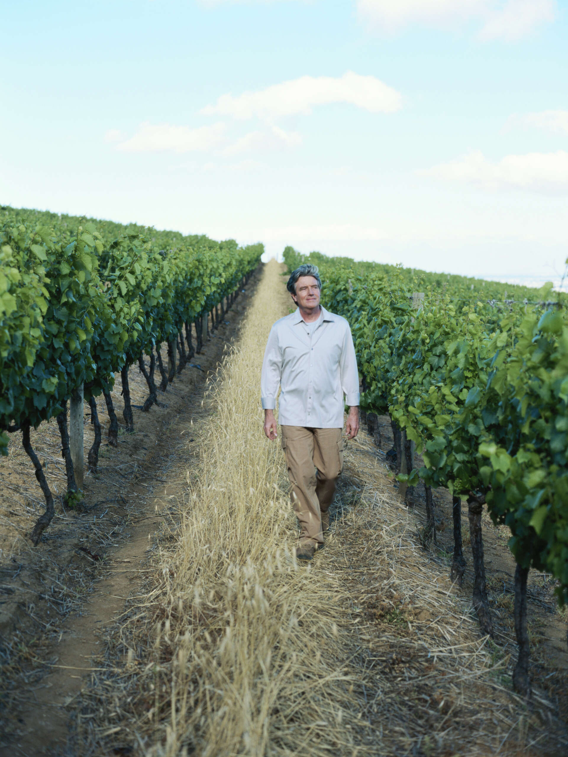 How to Make a Grape Vine Trellis From T-Posts