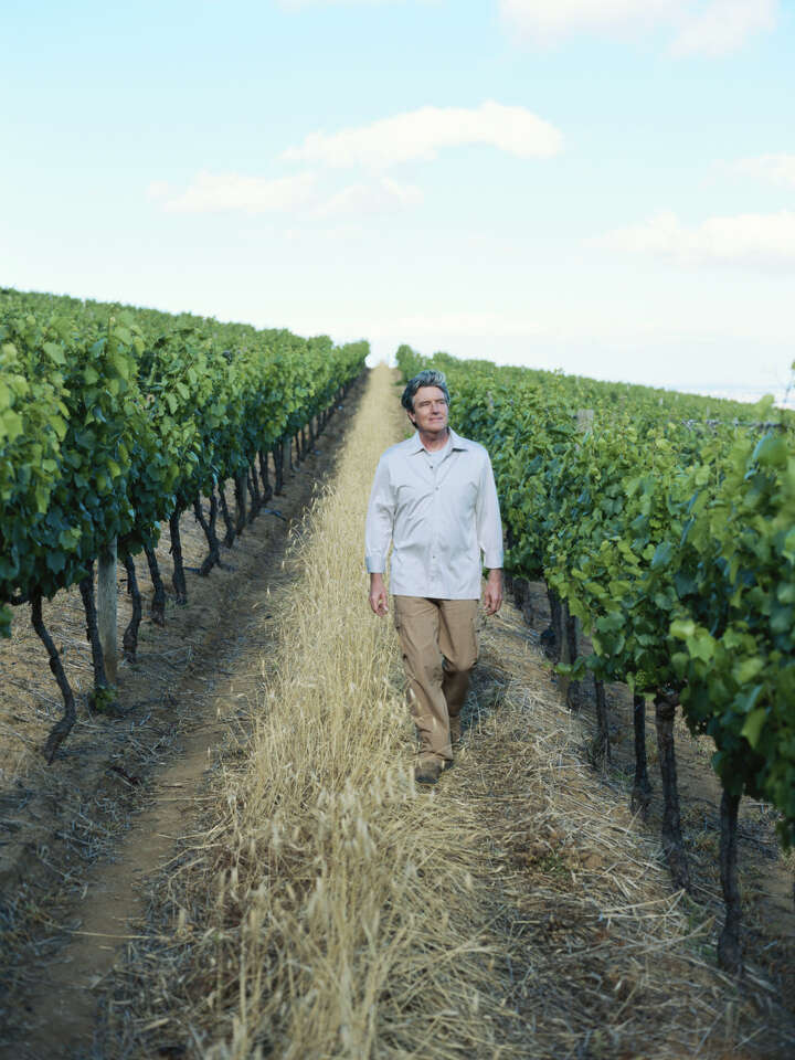 How to Make a Grape Vine Trellis From T-Posts