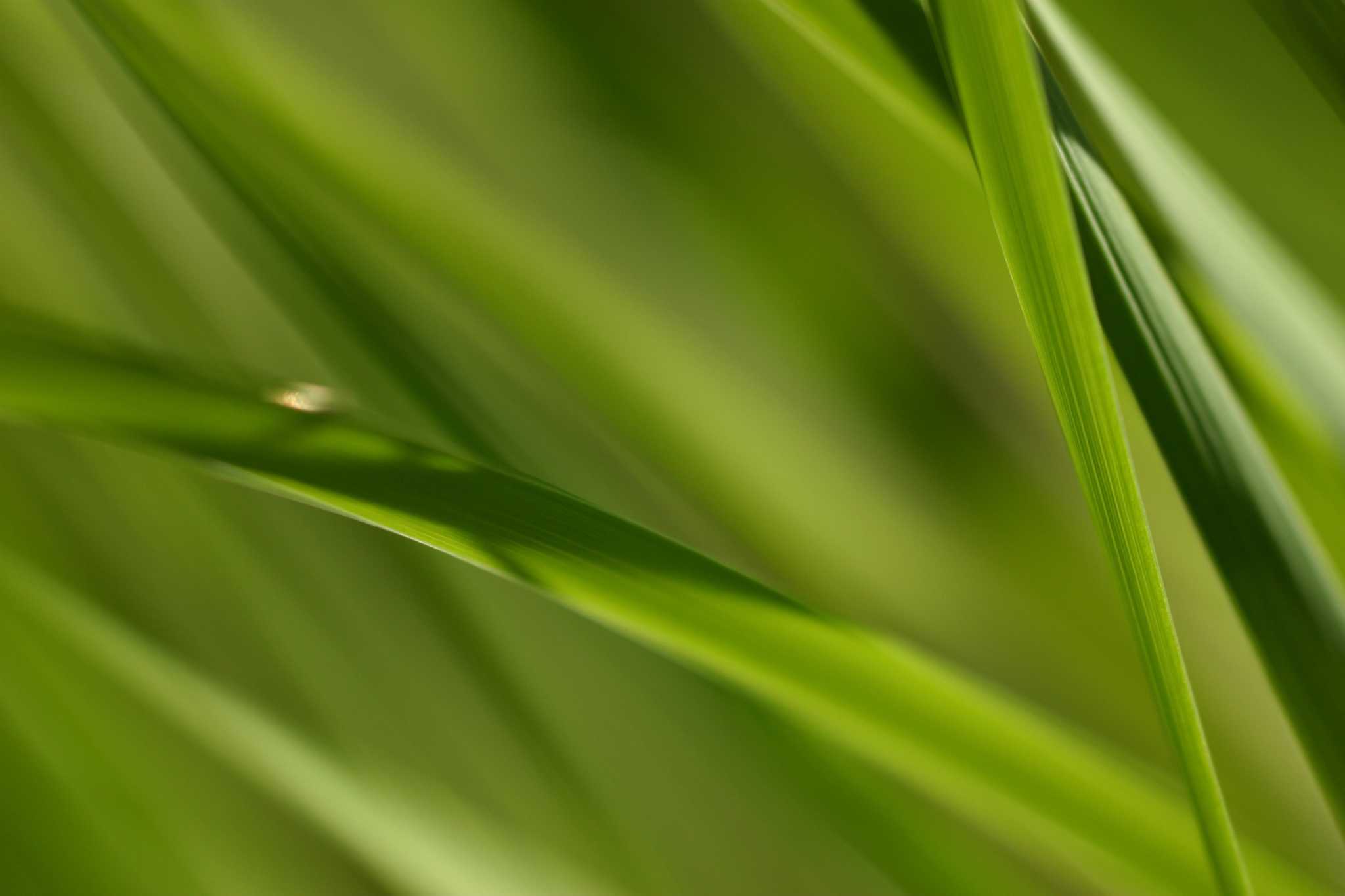 How to Make a Grass Box on a Patio