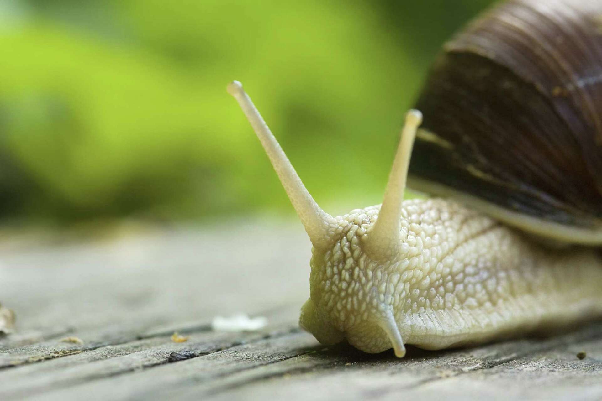 How to Make a Homemade Slug & Snail Trap