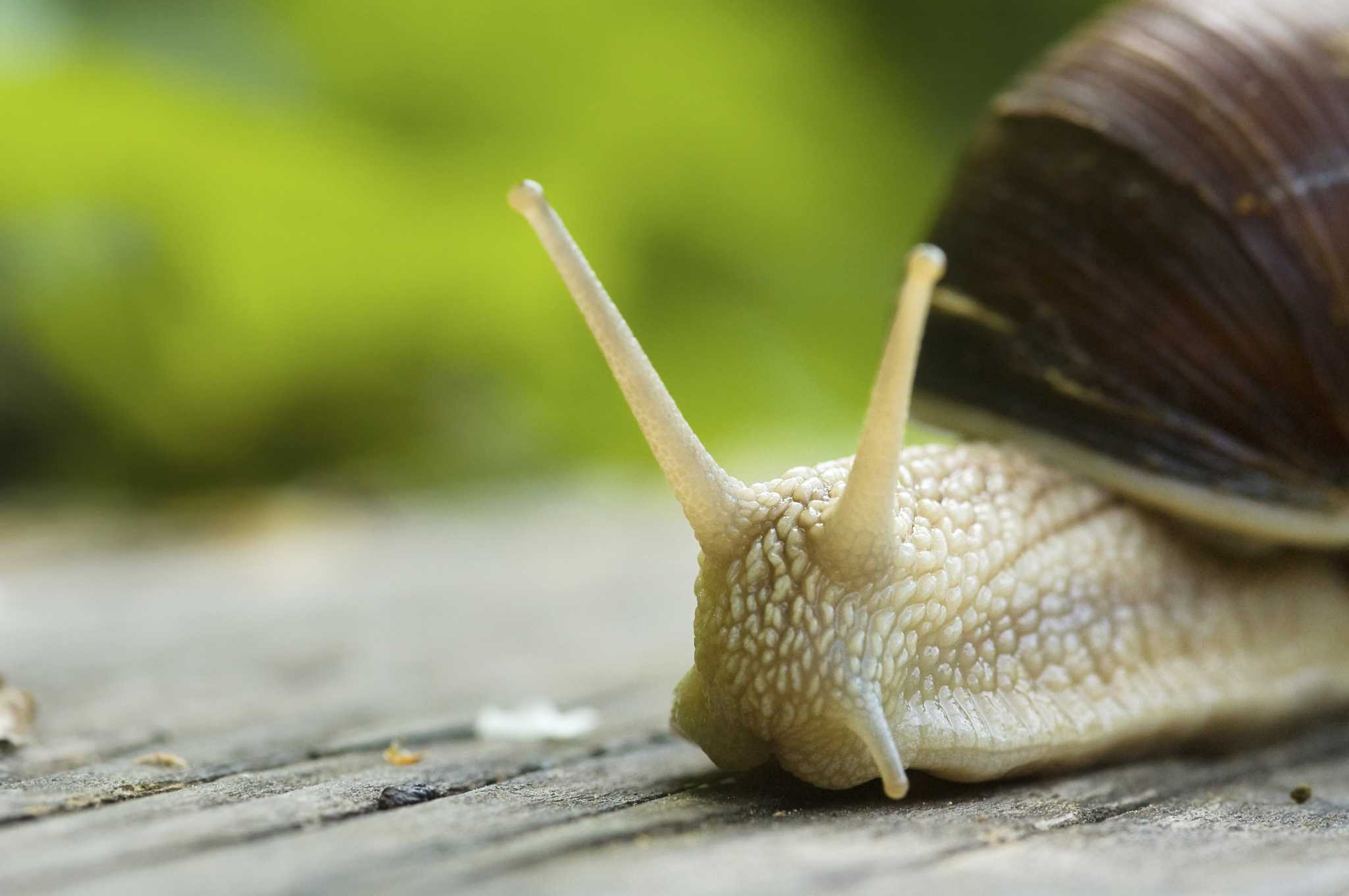 How to Make a Homemade Slug & Snail Trap