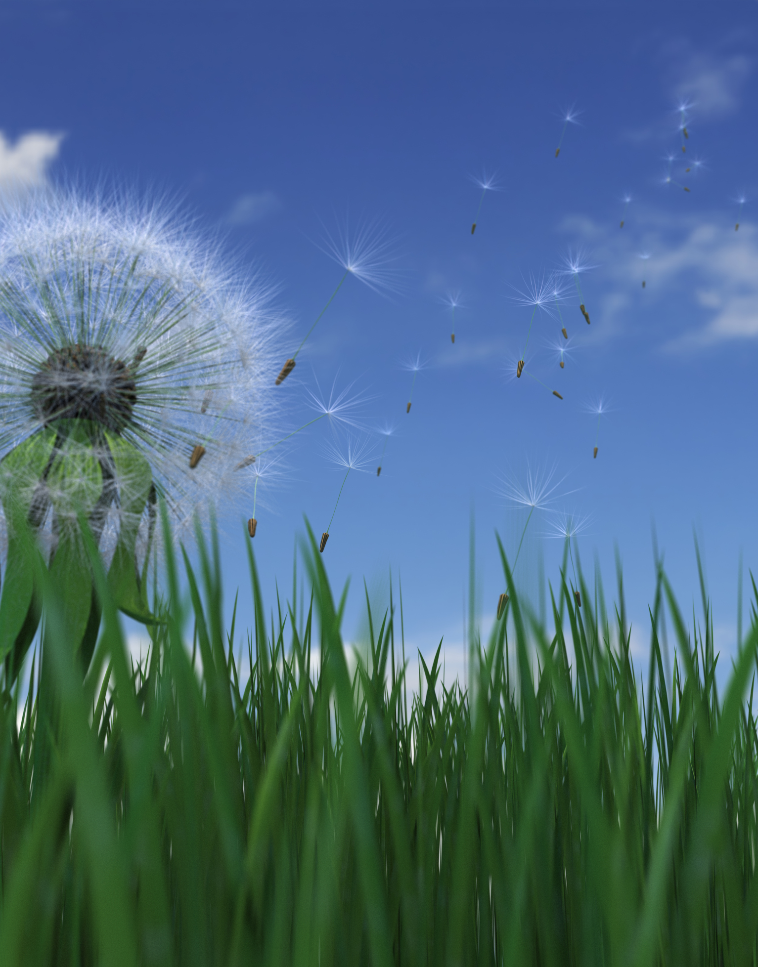 How to Slit Seed a Lawn