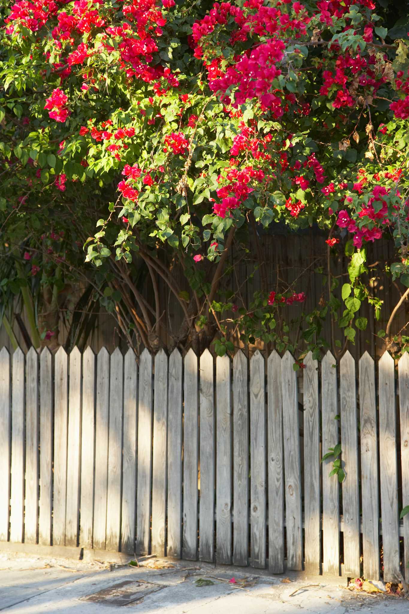 Slow Growing Landscape Border Trees