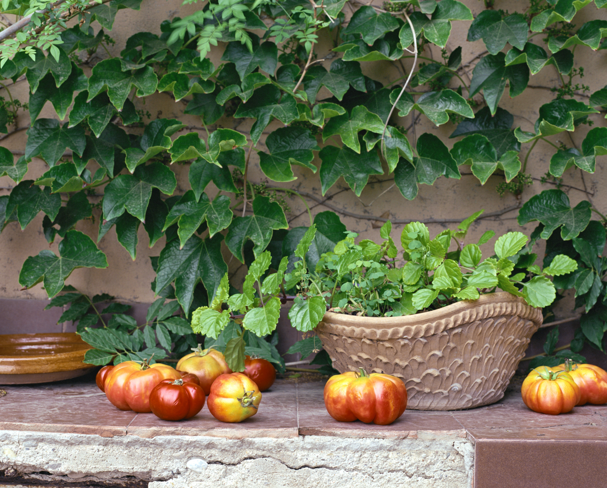 Small, Dark, Striped Worms on a Tomato Plant