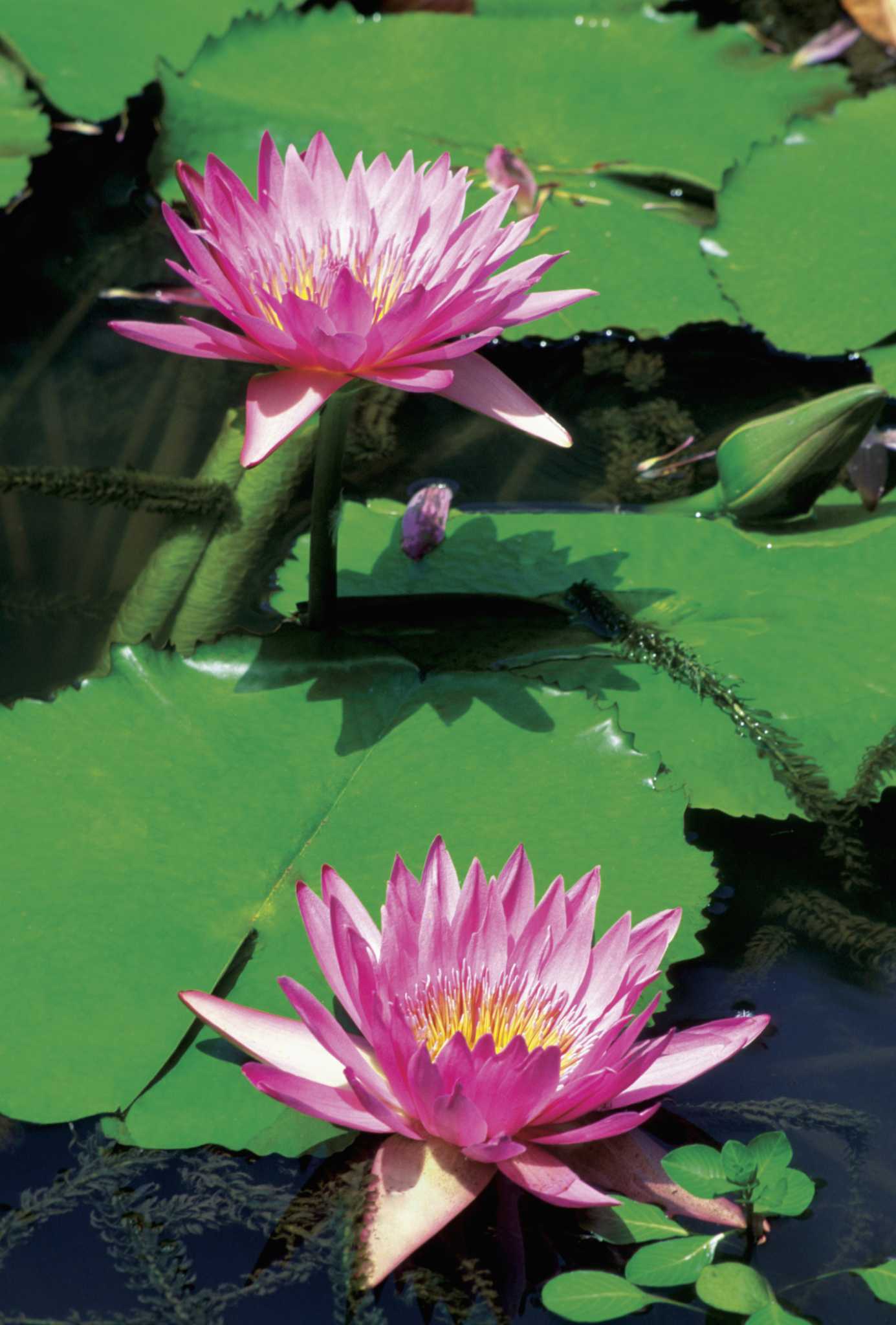 How to Make a Lily Pond