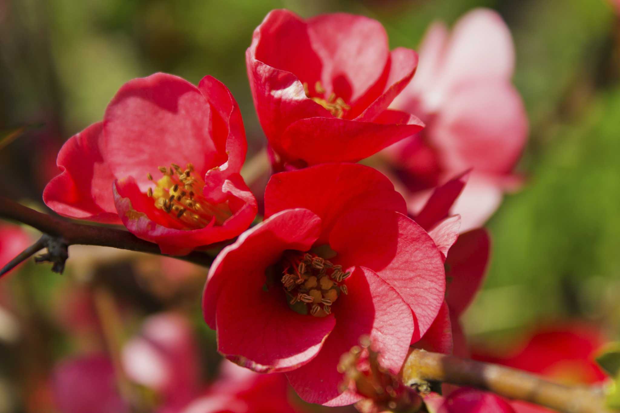 Small Flowering Shrubs for Partial Sun and Easy Maintenance