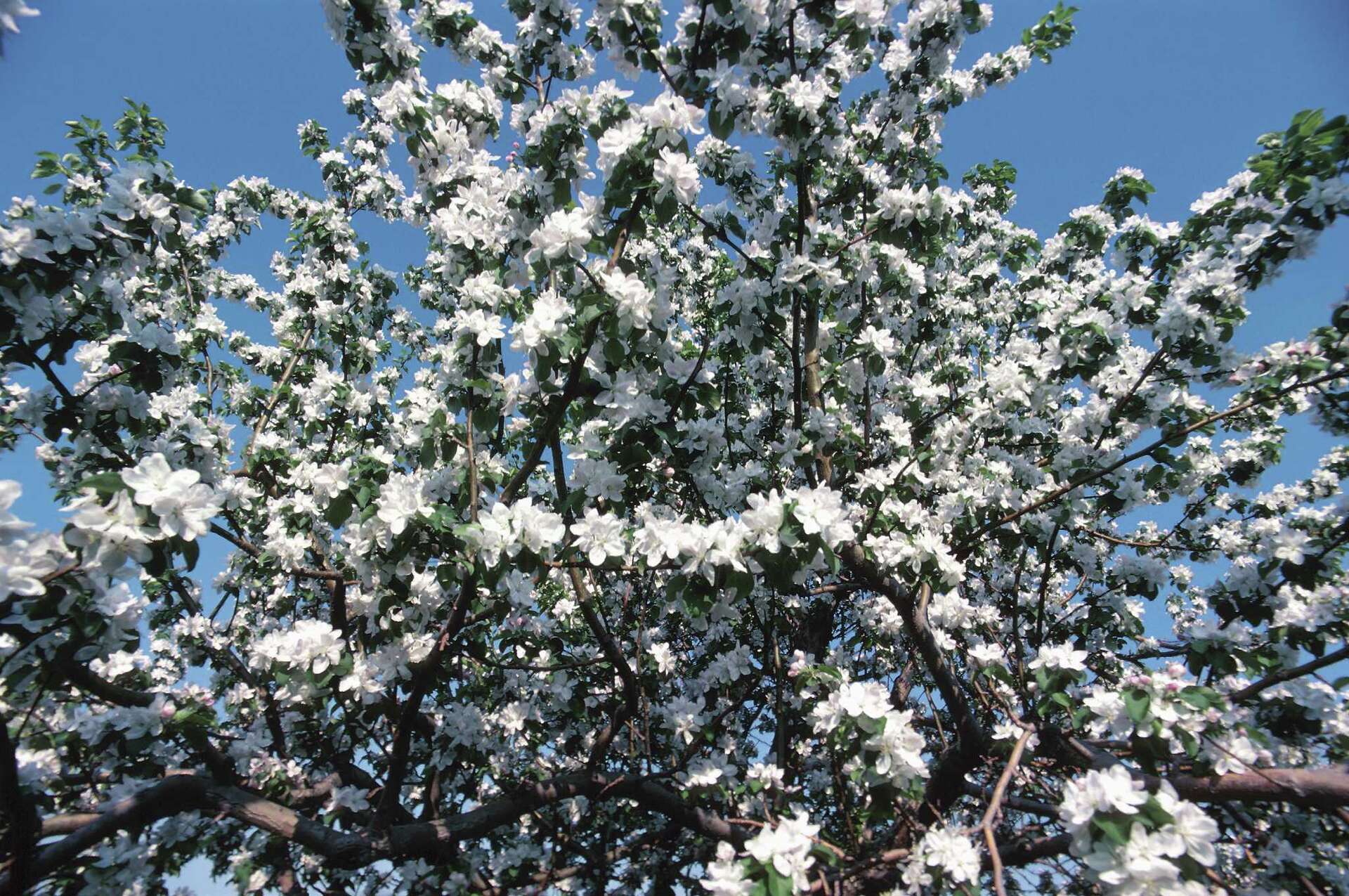 Small Trees That Grow in Full Sun
