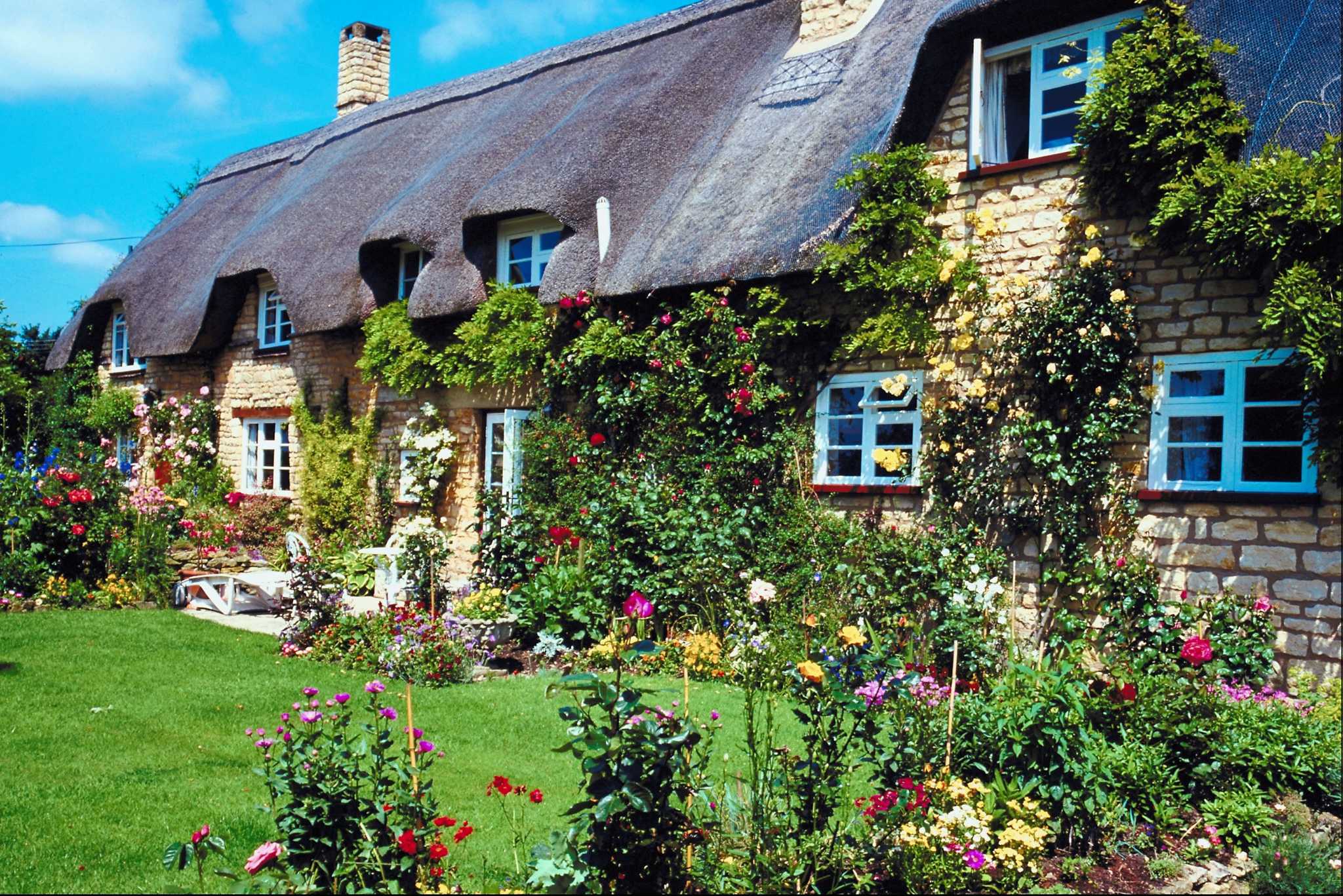 How to Get a Snow Lady Daisy to Bloom