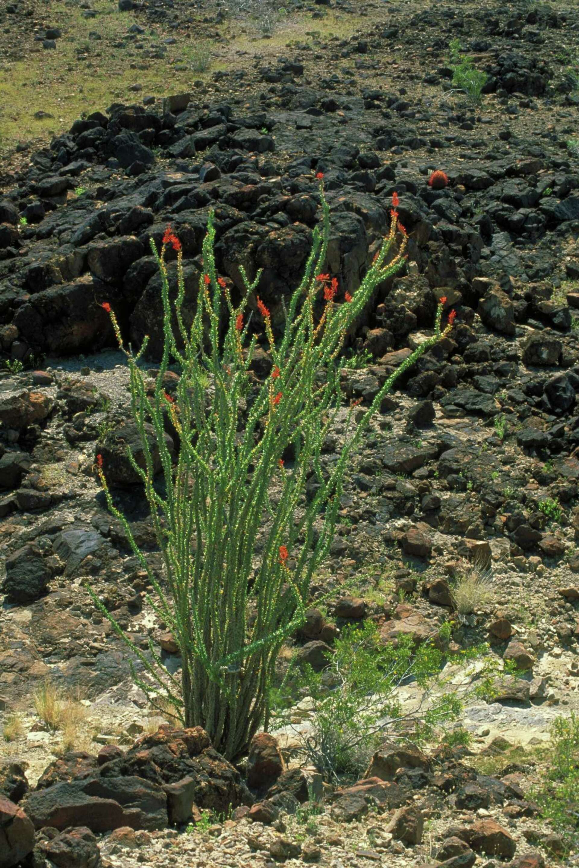 How to Make an Ocotillo Weave Fence