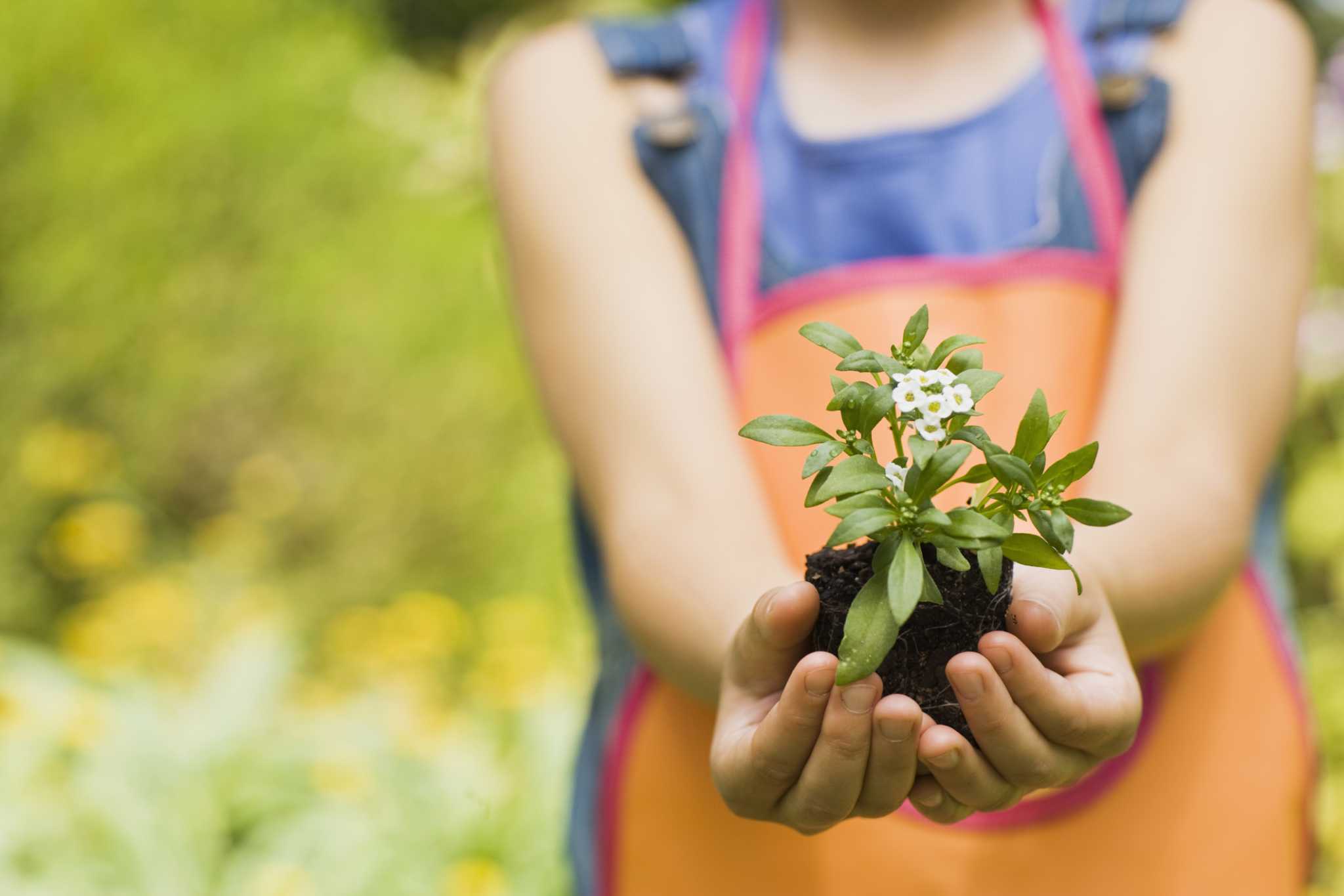 Social Studies Activities Having to Do With Gardening & Plants