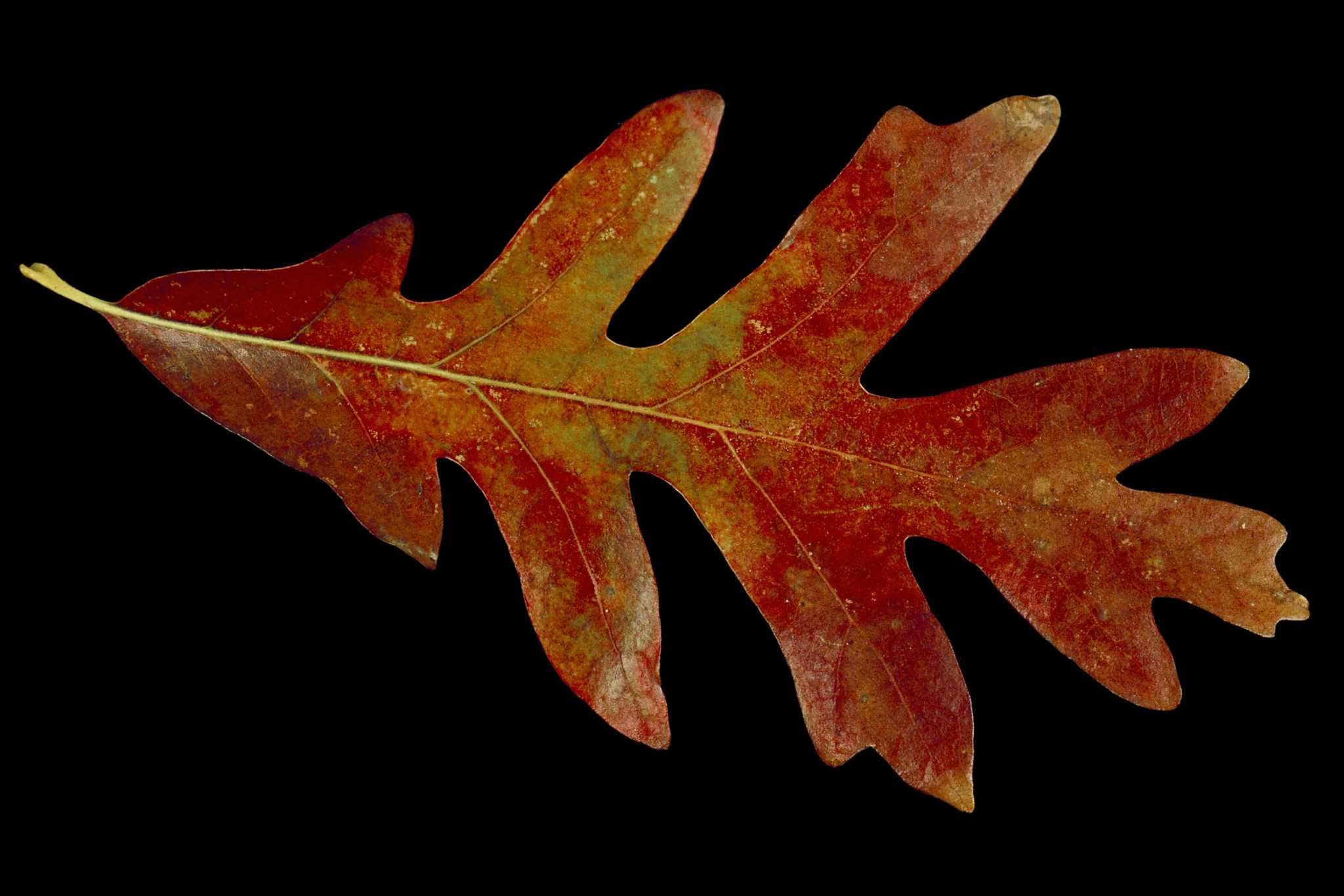 Midges and Oak Trees