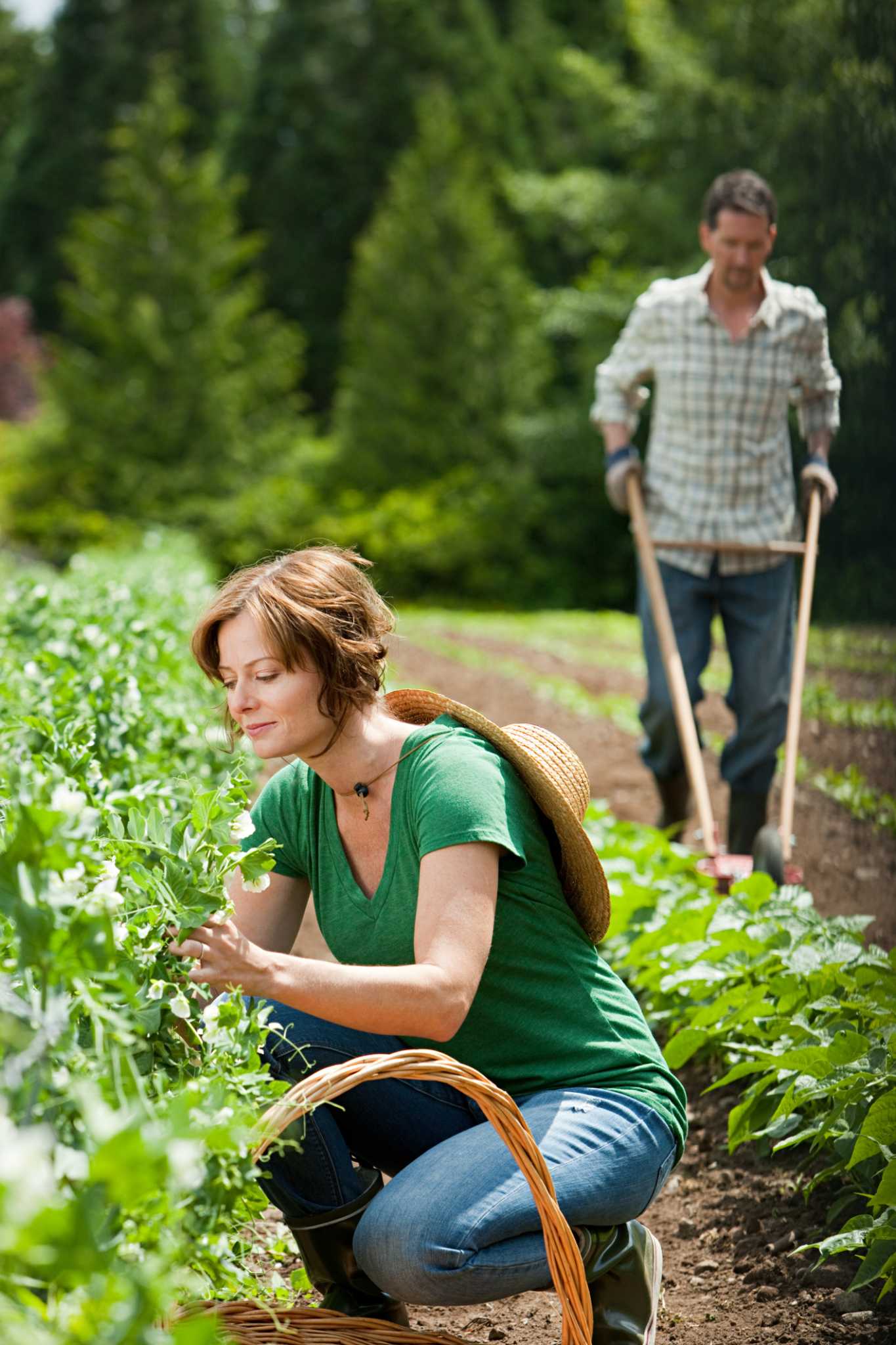 How to Make Your Own Pea Straw Mulch