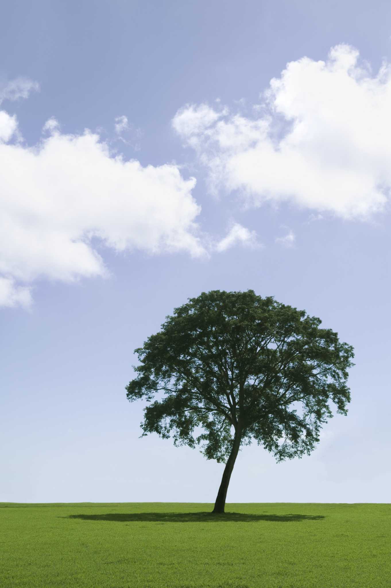 How to Make a Planter Around a Tree From Retaining Wall Bricks