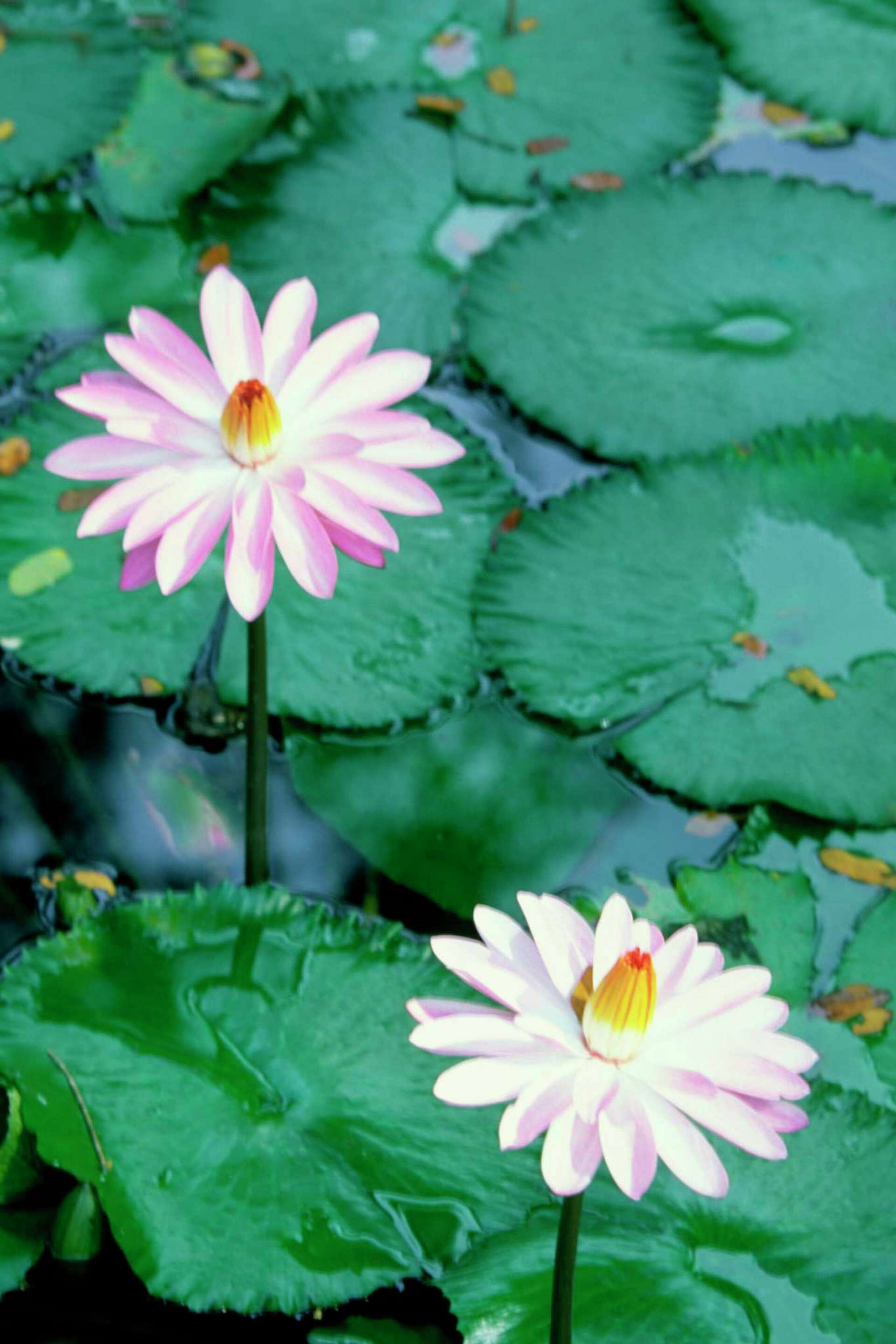 Types of Hydrophytic Plants