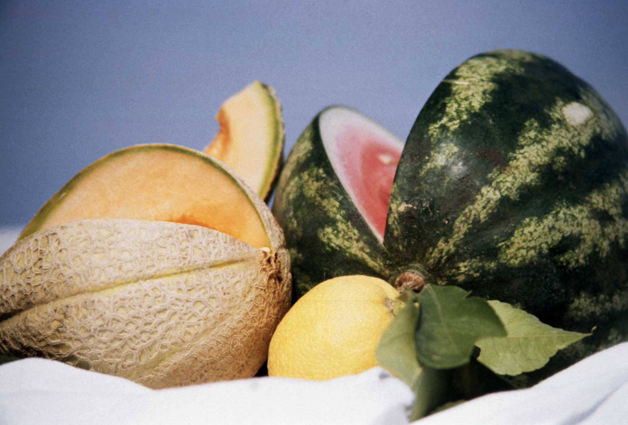 Something Ate a Hole In My Melon, Should I Harvest It?