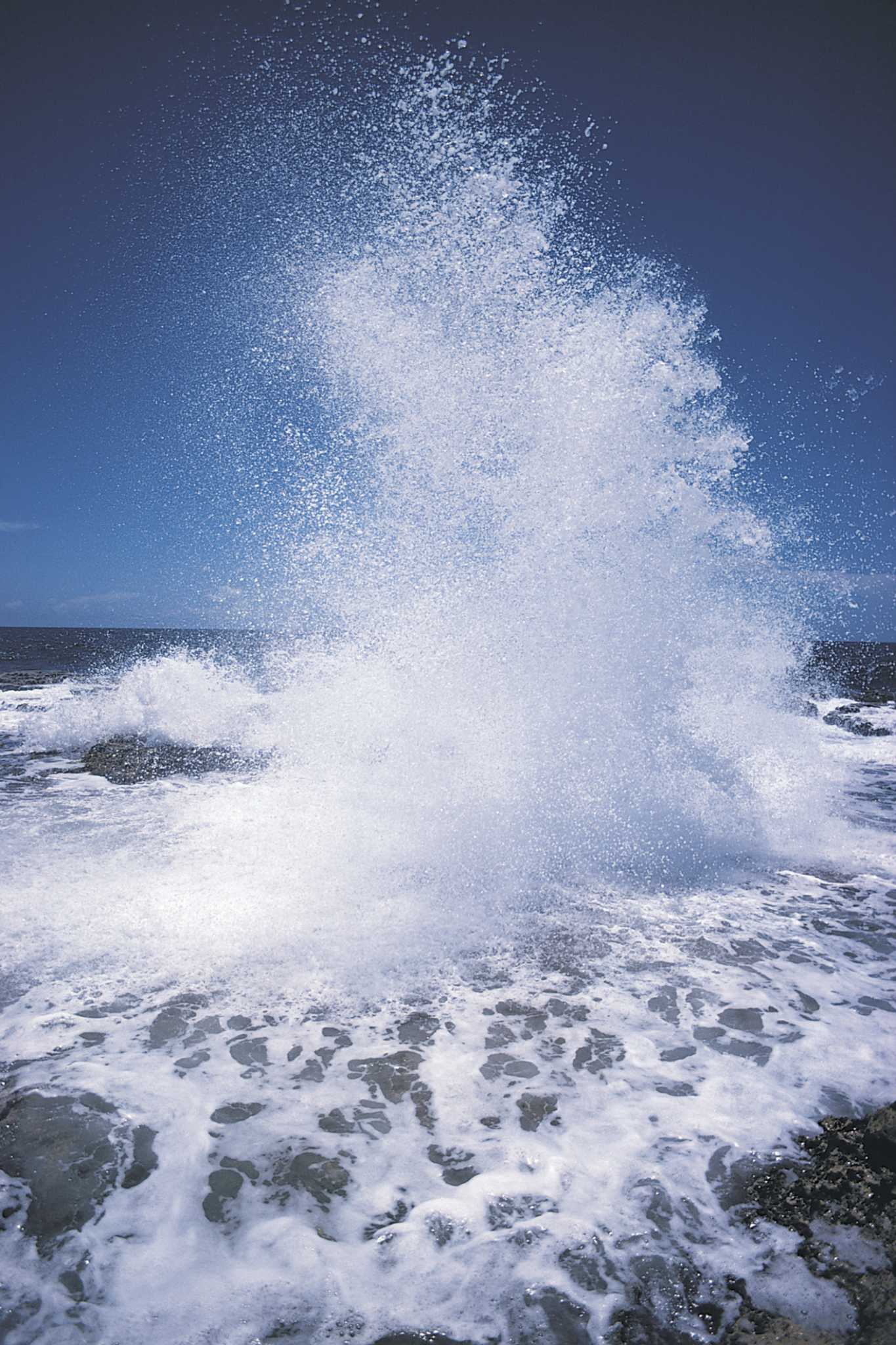 Southern Magnolia Salt Tolerance